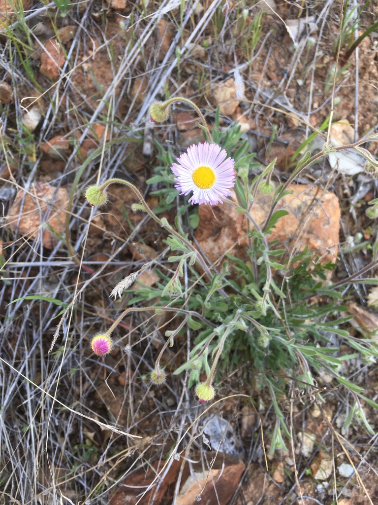Erigeron incomptus - Calflora