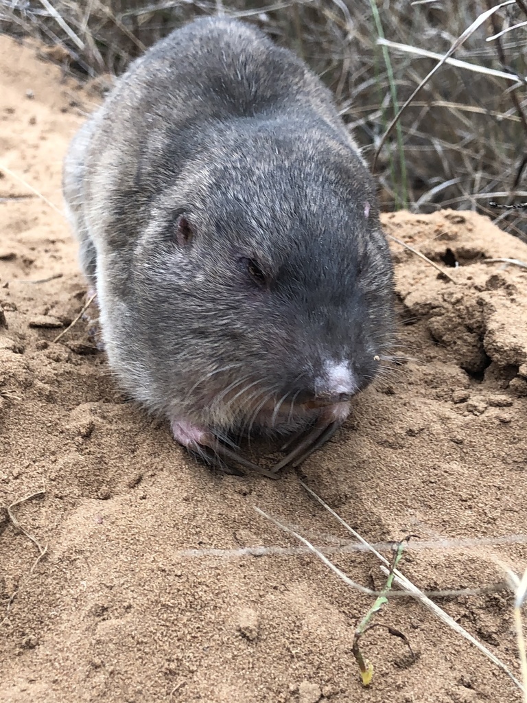 Texas Pocket Gopher from Hebbronville, TX, US on April 01, 2021 at 06: ...