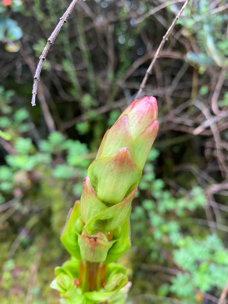 Coriaria ruscifolia from Reserva Biológica Yanacocha, Ecuador on March ...