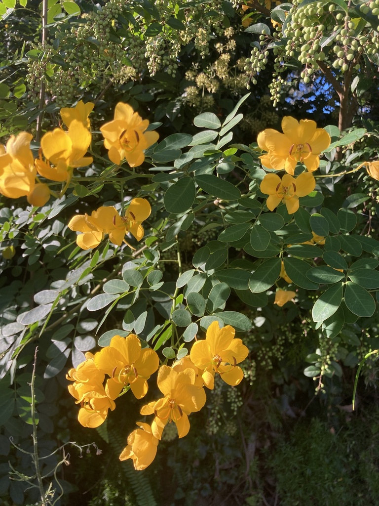 Christmas Senna from Recreation Reserve, North Rocks, NSW, AU on April ...