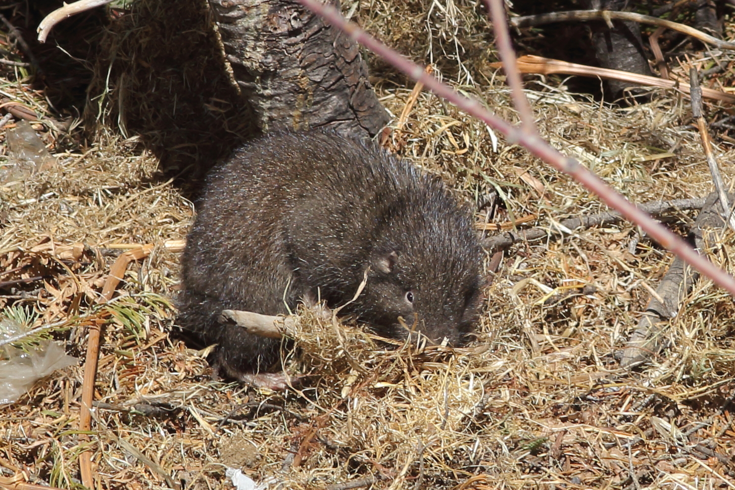 Aplodontia rufa (Rafinesque, 1817)