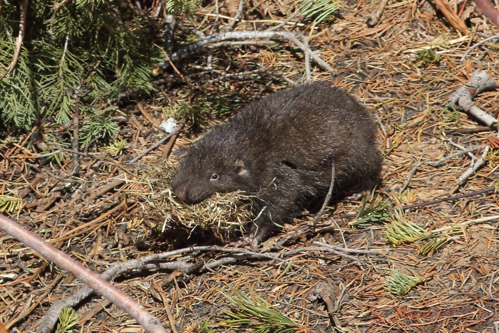 Aplodontia rufa (Rafinesque, 1817)