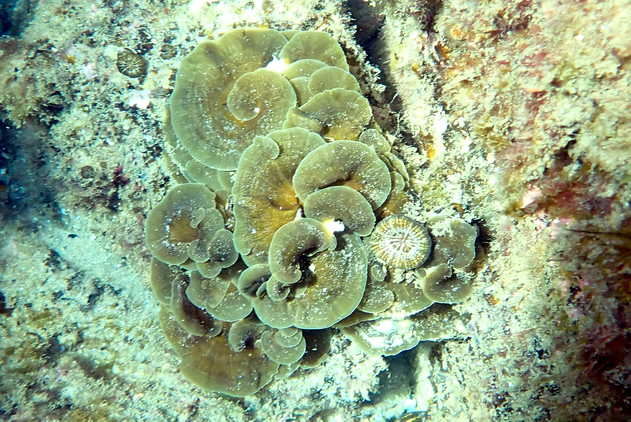 Lobophora J.Agardh, 1894