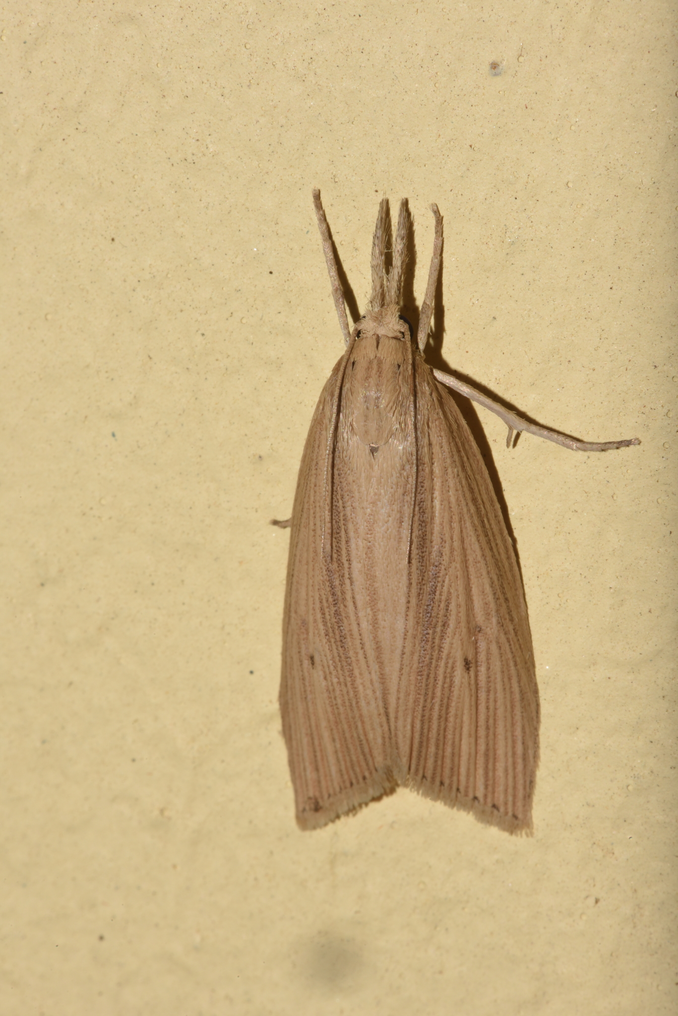 Chilo sacchariphagus Bojer, 1856