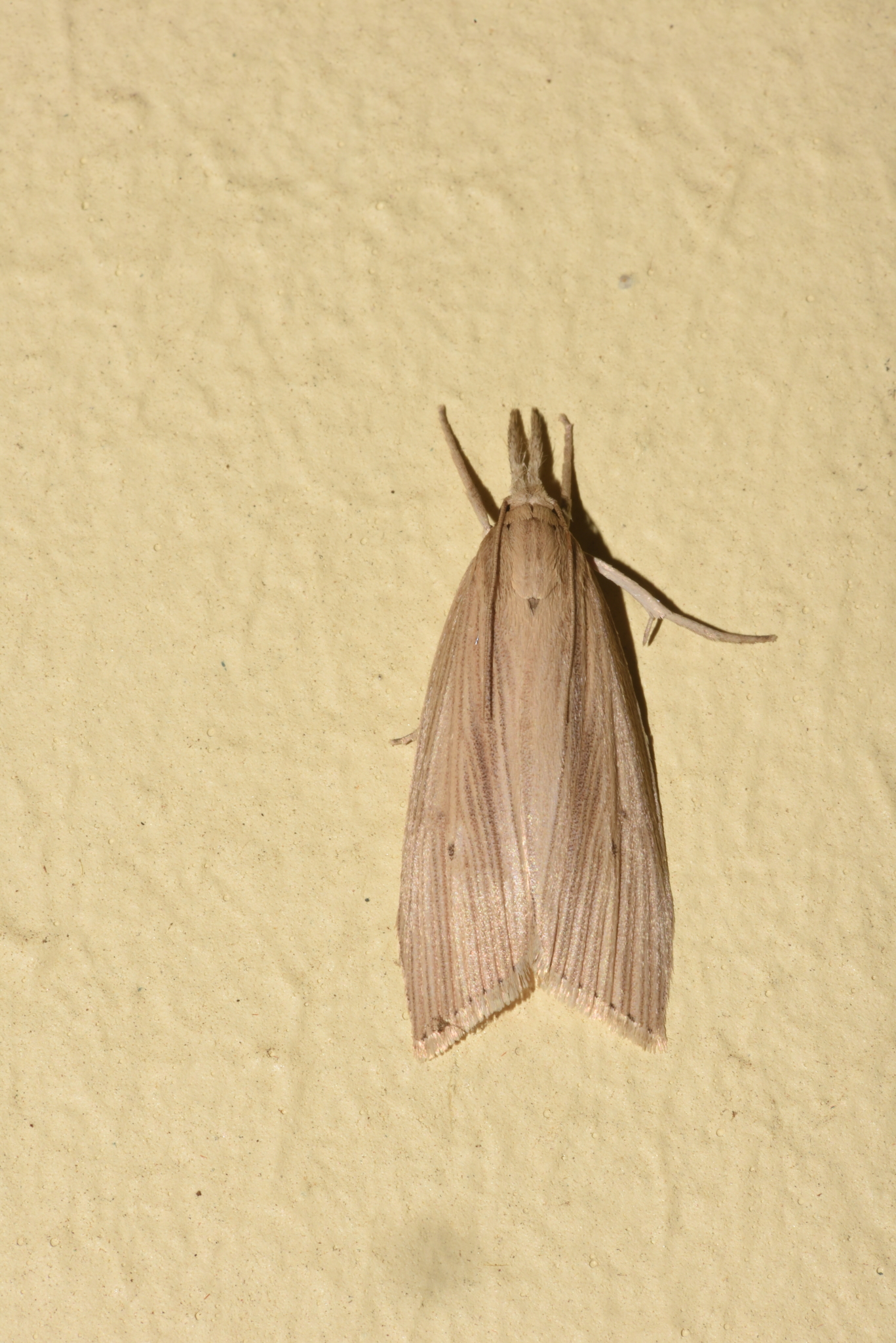 Chilo sacchariphagus Bojer, 1856