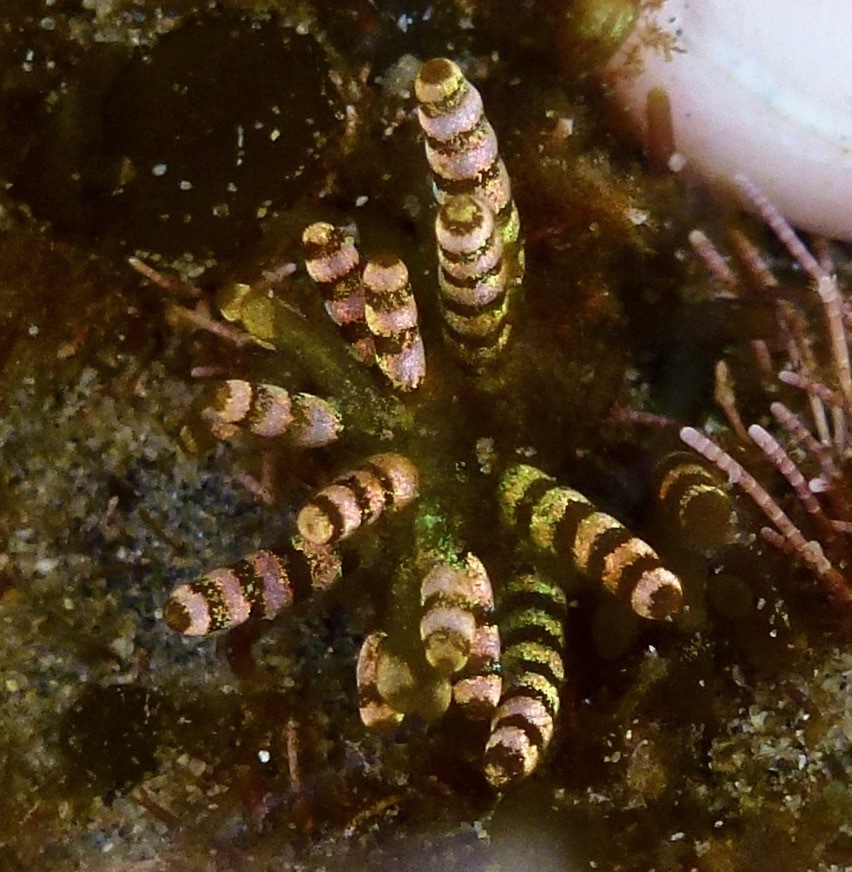 Champia parvula (Algas marinas de Costa Rica) · iNaturalist