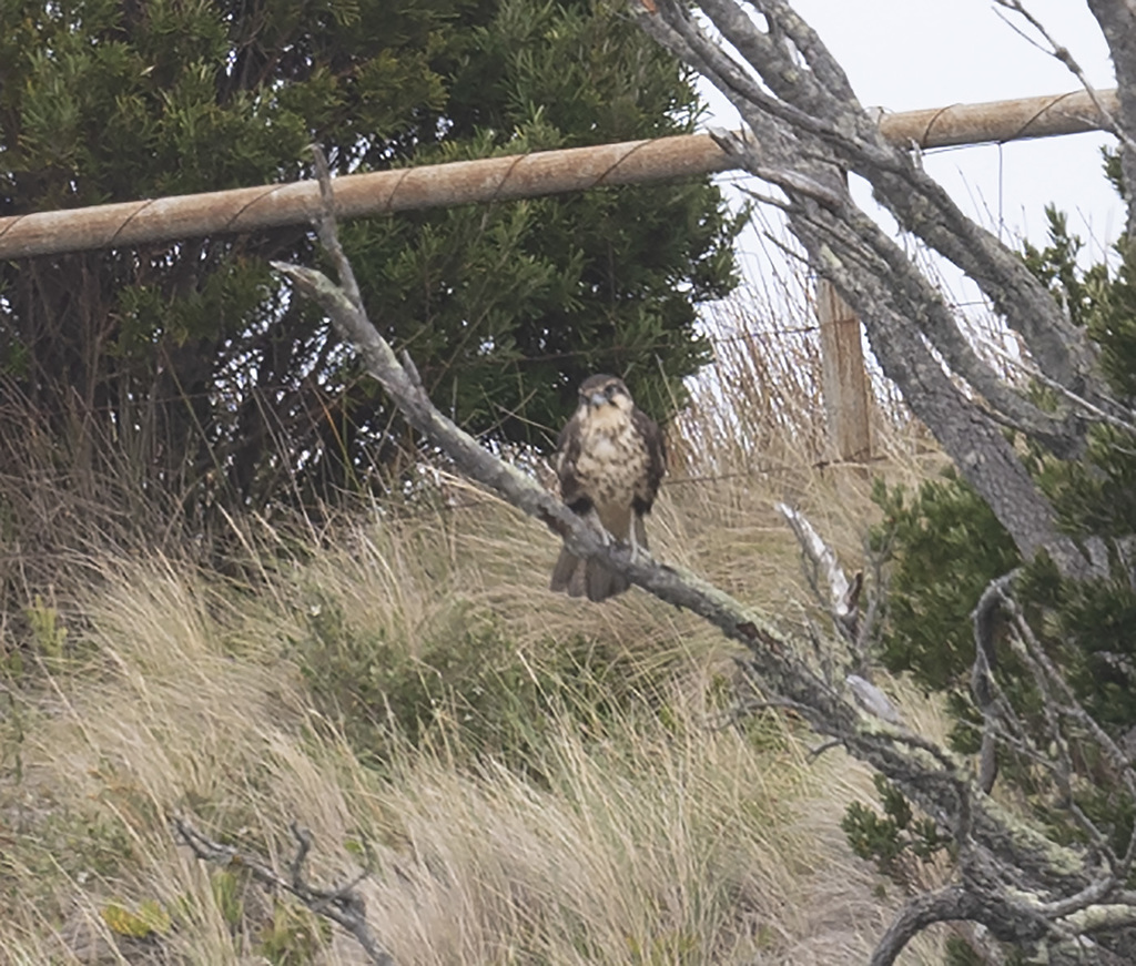 Halcón pardo desde Tasman, TAS, Australia el 02 de abril de 2021 a las ...