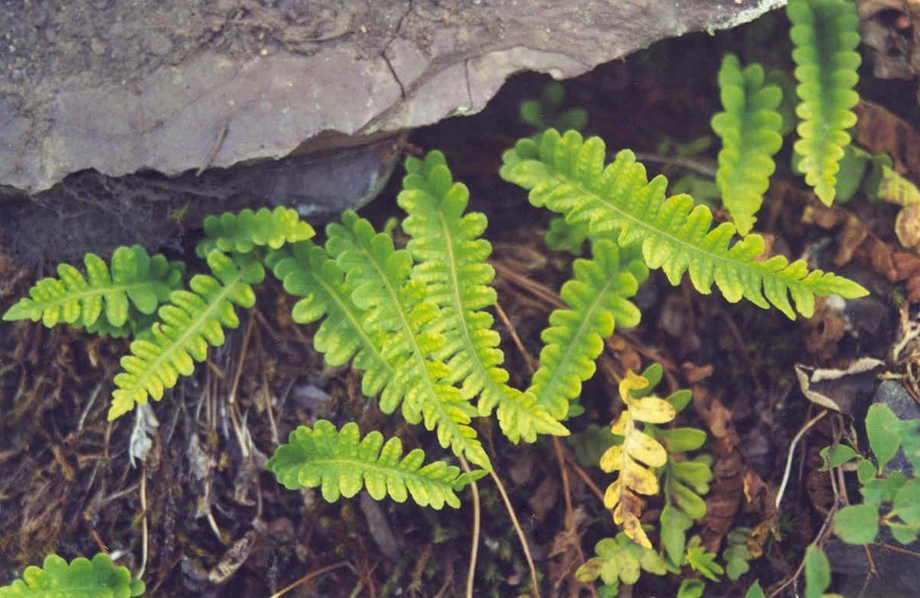 western polypody (Polypodium hesperium) - Botanical Realm