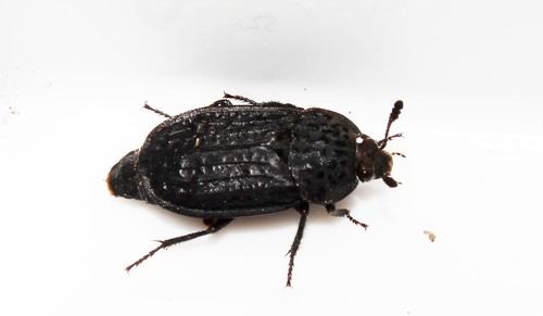 皱亡葬甲 (Silphidae of China) · iNaturalist