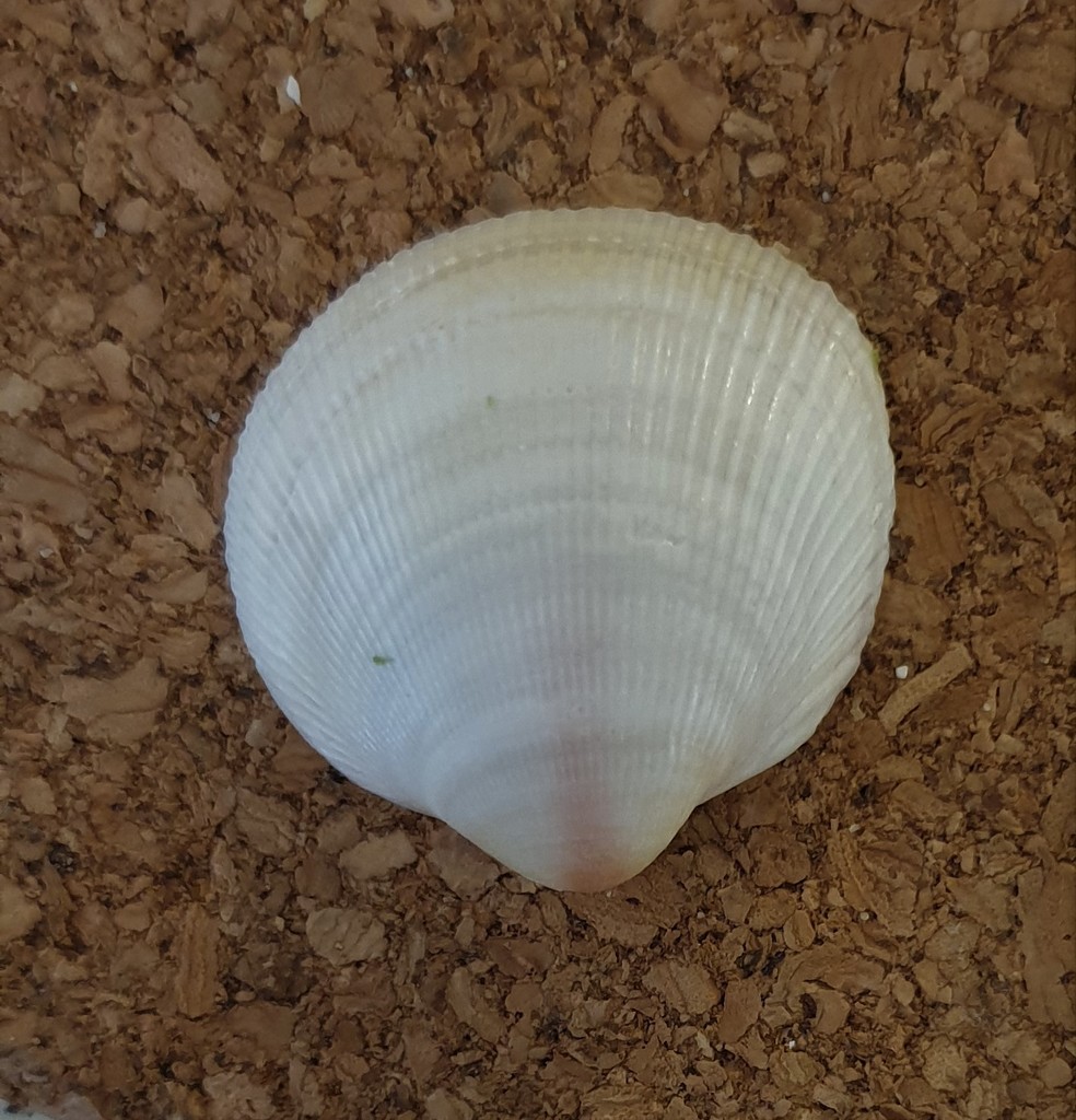 Common Southern Cockle from Sydney NSW, Australia on April 01, 2021 at ...