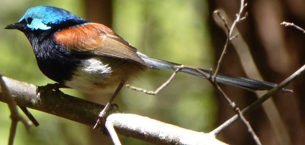 Red-winged Fairywren (Malurus elegans) - Avian Discovery