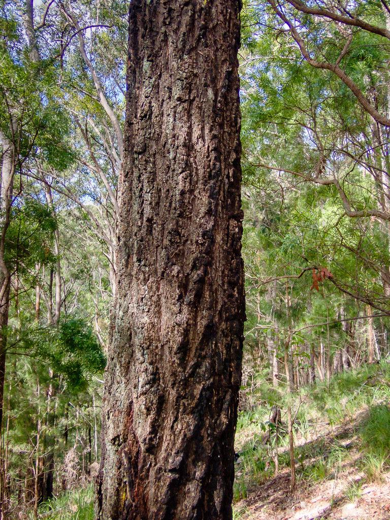 Northern Grey Ironbark from Springbrook QLD 4213, Australia on April 2 ...