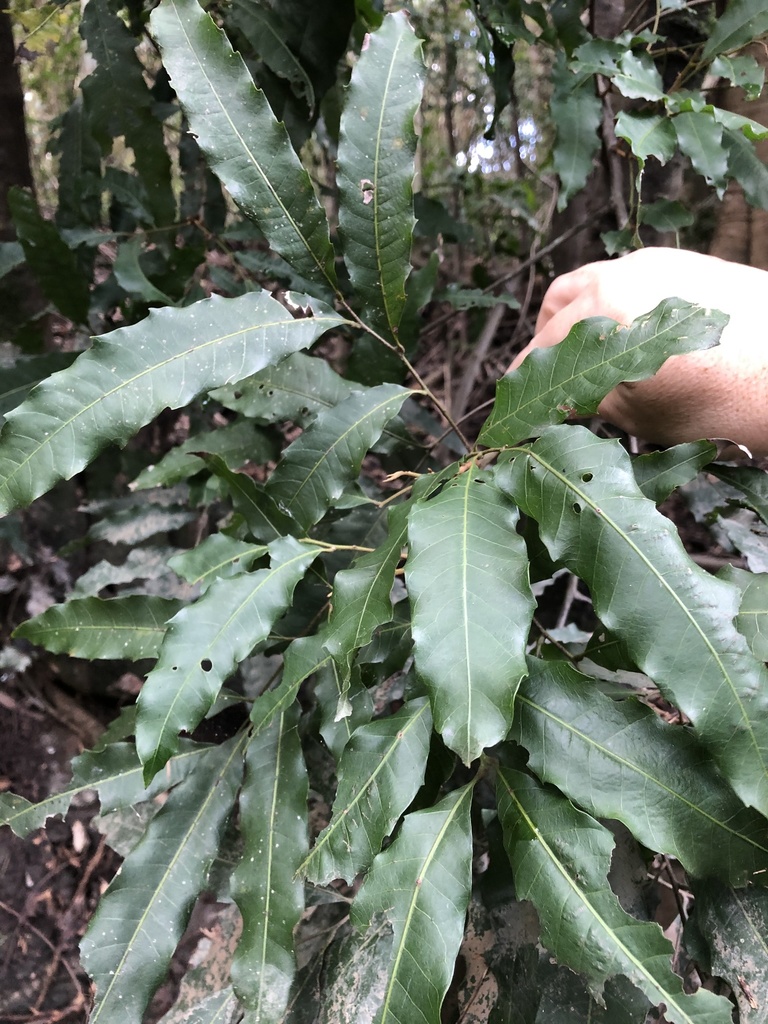 Beetroot tree from Murrays Road, Tanah Merah, QLD, AU on April 02, 2021 ...
