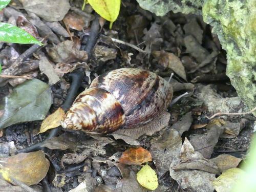 Achatina reticulata · iNaturalist
