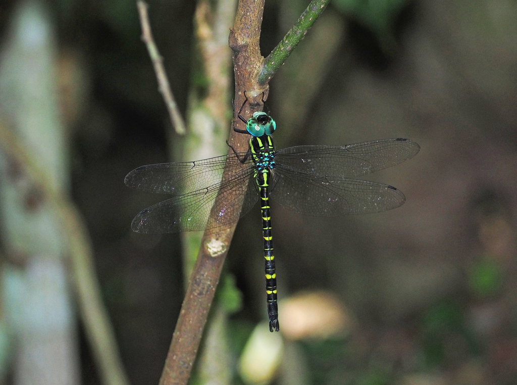 Indaeschna ornithocephala from 台灣南投縣 on October 02, 2020 at 10:28 AM by ...