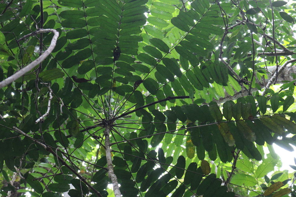 Simaba cedron from Puntarenas Province, Costa Rica on April 1, 2021 at ...