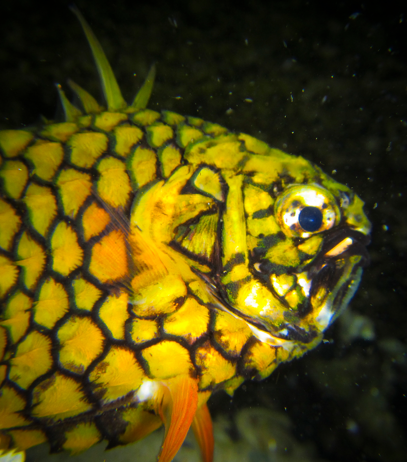 Pinecone Fishes (Monocentridae) - Marine Life Identification