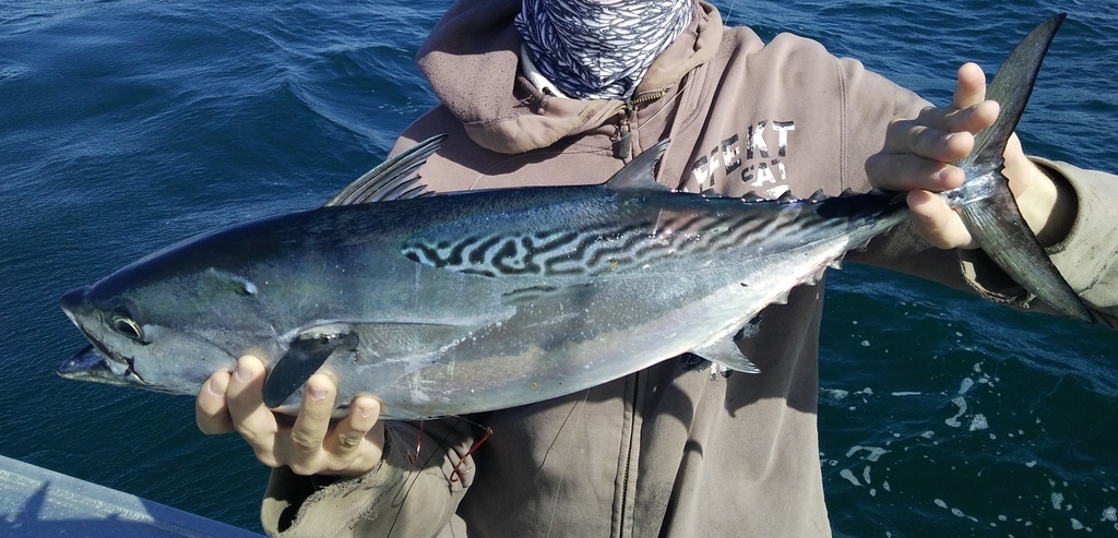 Mackerel Tuna (Euthynnus affinis) - Marine Life Identification