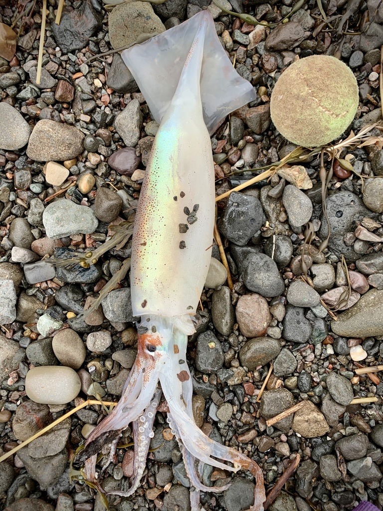 Northern Shortfin Squid from Scots Bay, Kings, CA on December 14, 2020 ...