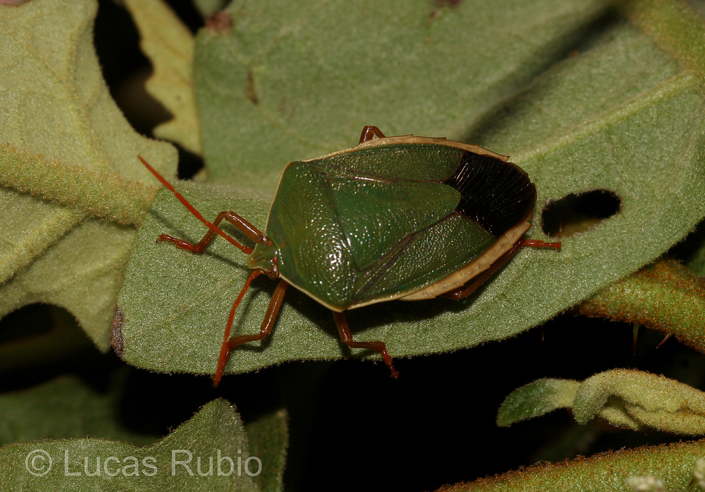 Red-bordered Stink Bug from Granja La Lechuza, Oberá, Misiones ...