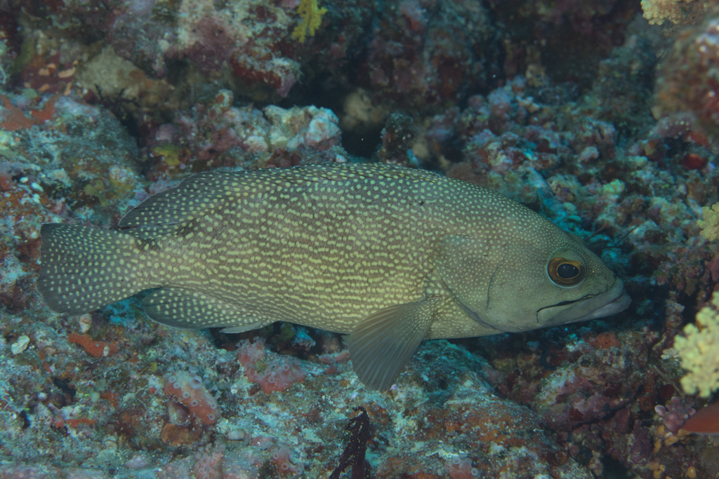 Summan Grouper (Epinephelus Ongus) Species Profile, 42% OFF