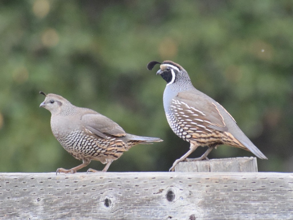 California Quail (Birds of Rosewood Nature Study Area) · iNaturalist