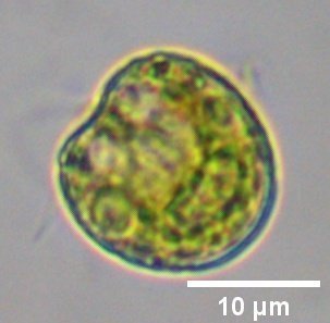 (Chlorodendrophyceae) - Botanical Realm