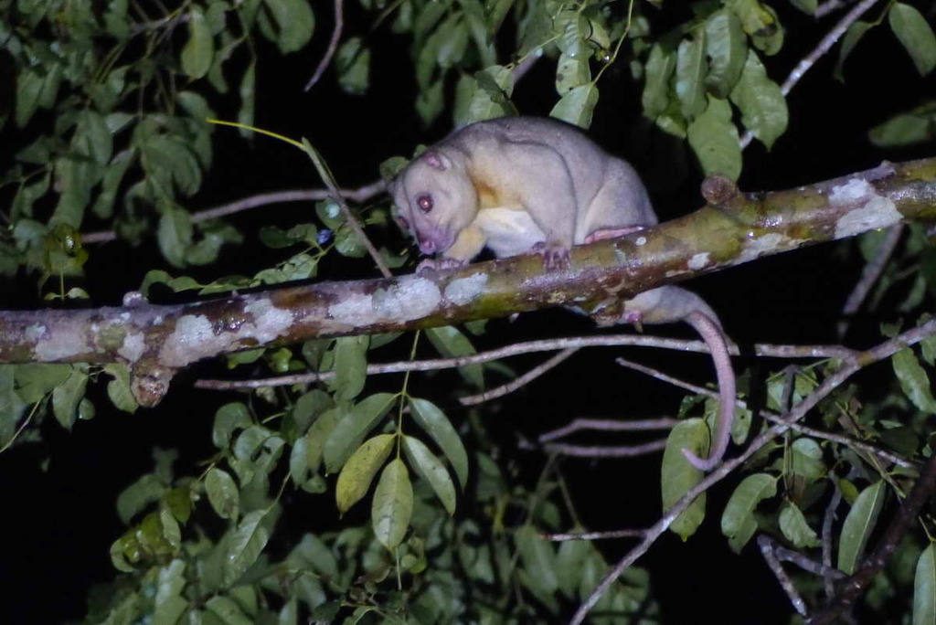 Northern Common Cuscus (Phalanger orientalis) - Know Your Mammals
