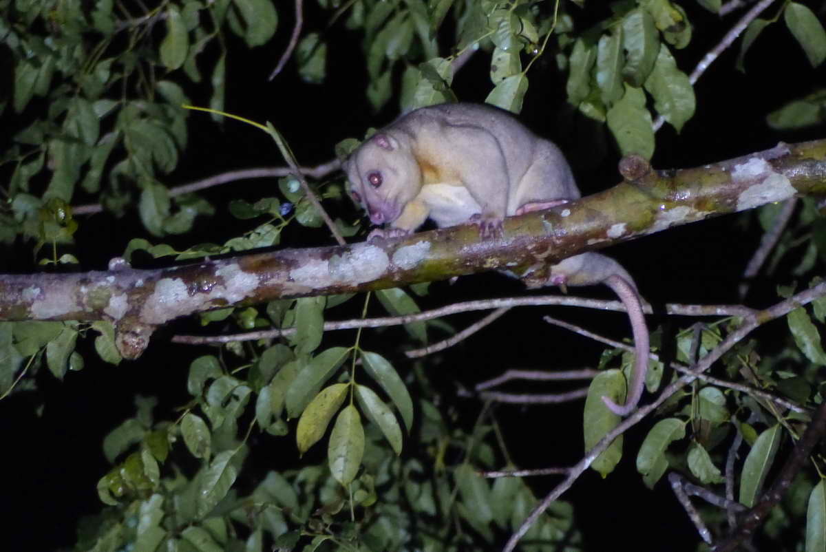 Phalanger orientalis (Pallas, 1766)