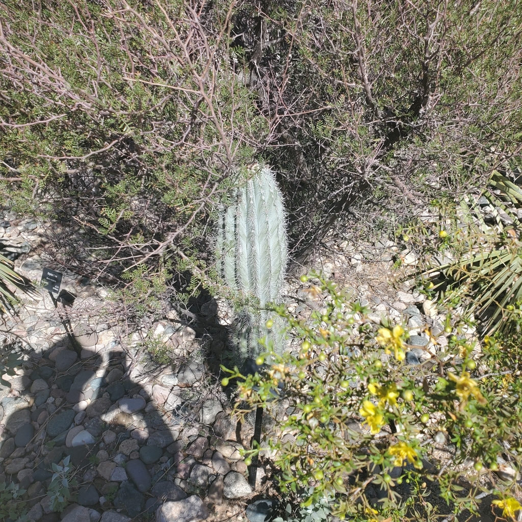 Mexican Giant Cactus from Catalina Citrus Estates, Oro Valley, AZ 85704 ...