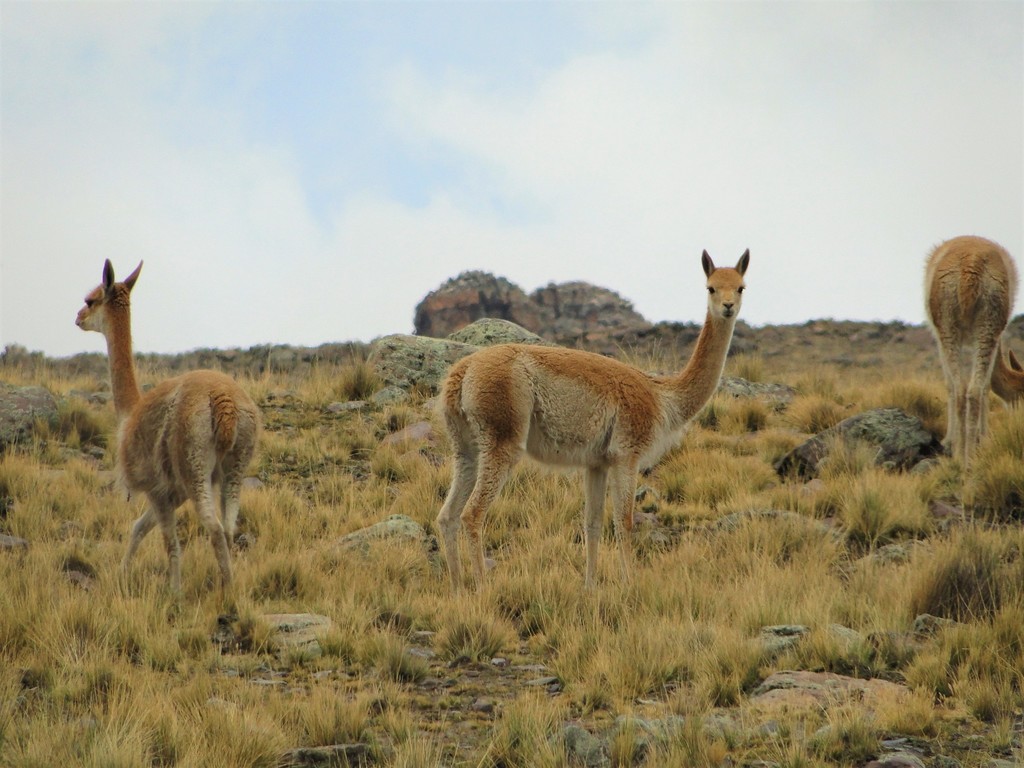 Vicuña from Santa Victoria, Salta, Argentina on November 17, 2018 at 01 ...