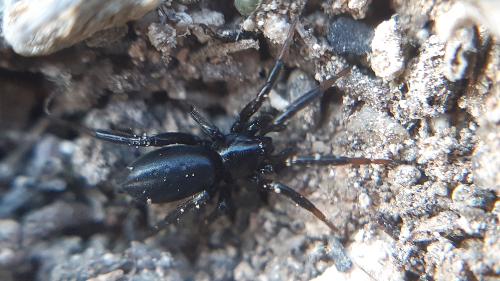 Drassyllus pusillus (C.L.Koch, 1833)