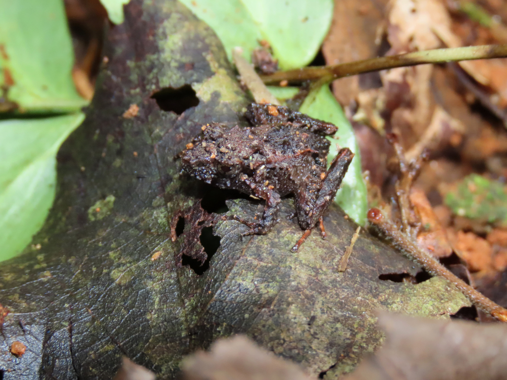 Iguape Robber Frog from Araras, Petrópolis - RJ, Brasil on March 30 ...