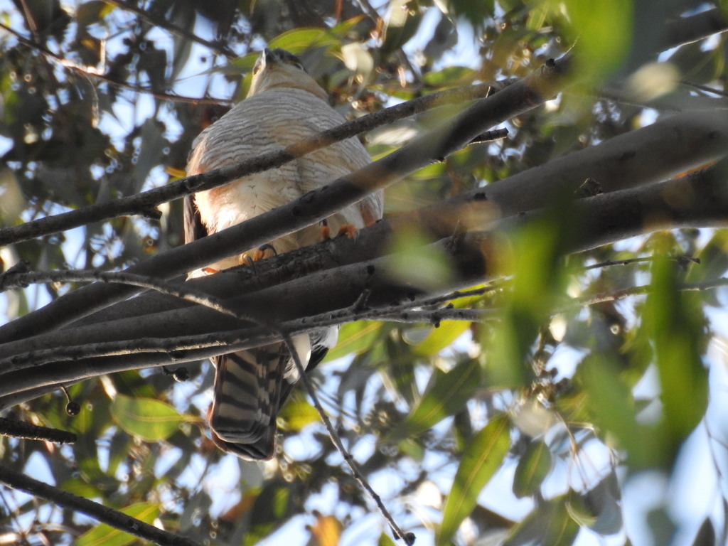 Sharp-shinned Hawk from Butantã, São Paulo - SP, Brasil on July 28 ...