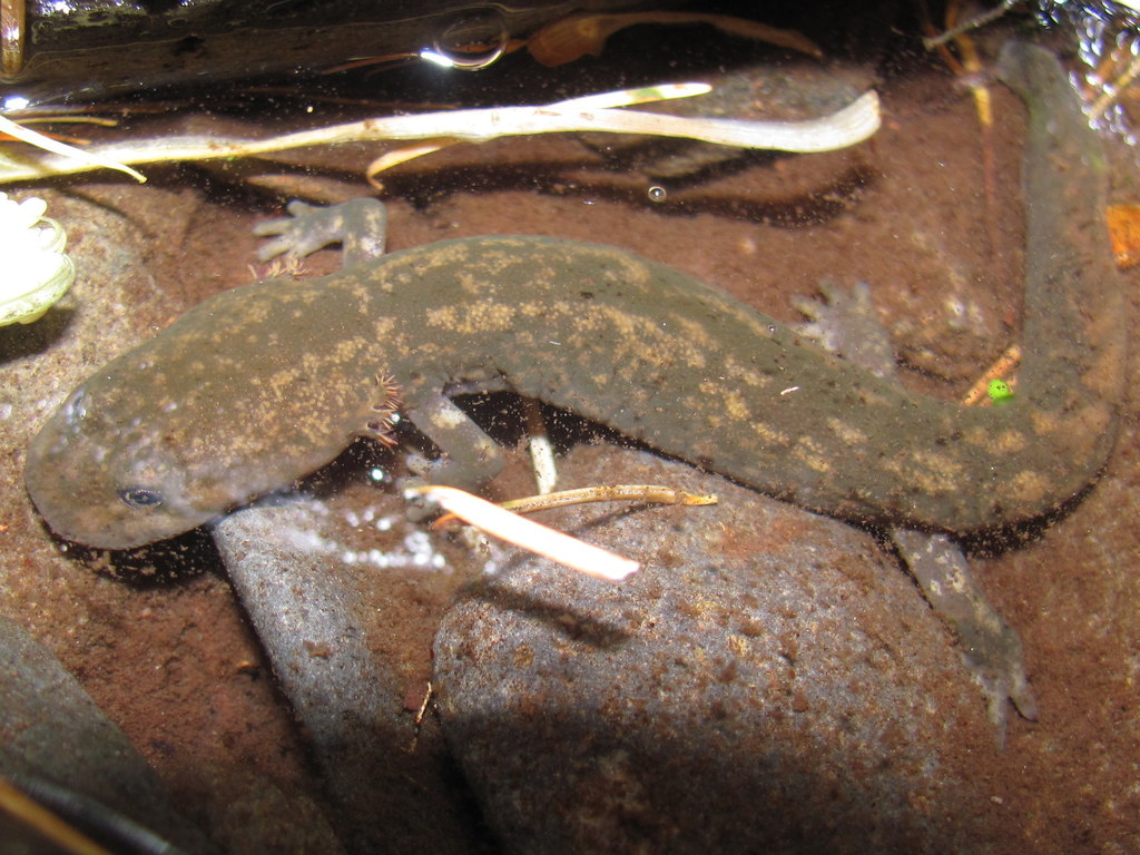 Cope's Giant Salamander in May 2013 by Jonathan Hakim · iNaturalist