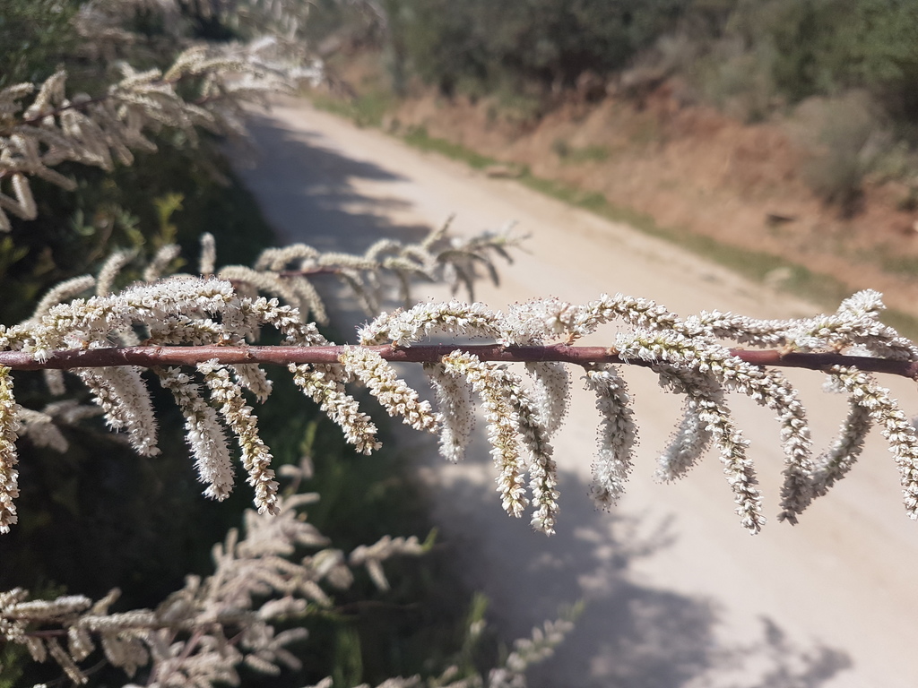 African Tamarisk (Tamarix africana) - Botanical Realm