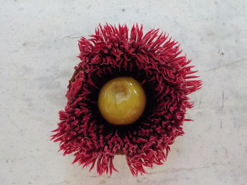 Clusia insignis · iNaturalist