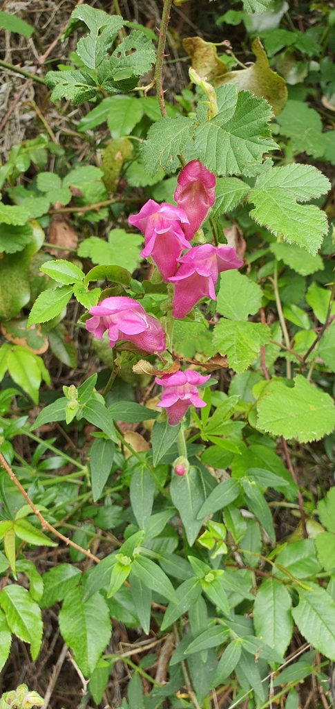 Antirrhinum linkianum from Serra D' El-Rei, 2525 Serra d' El-Rei ...