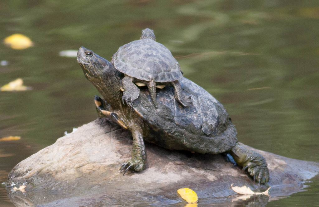 Northwestern Pond Turtle from Contra Costa County, CA, USA on September ...