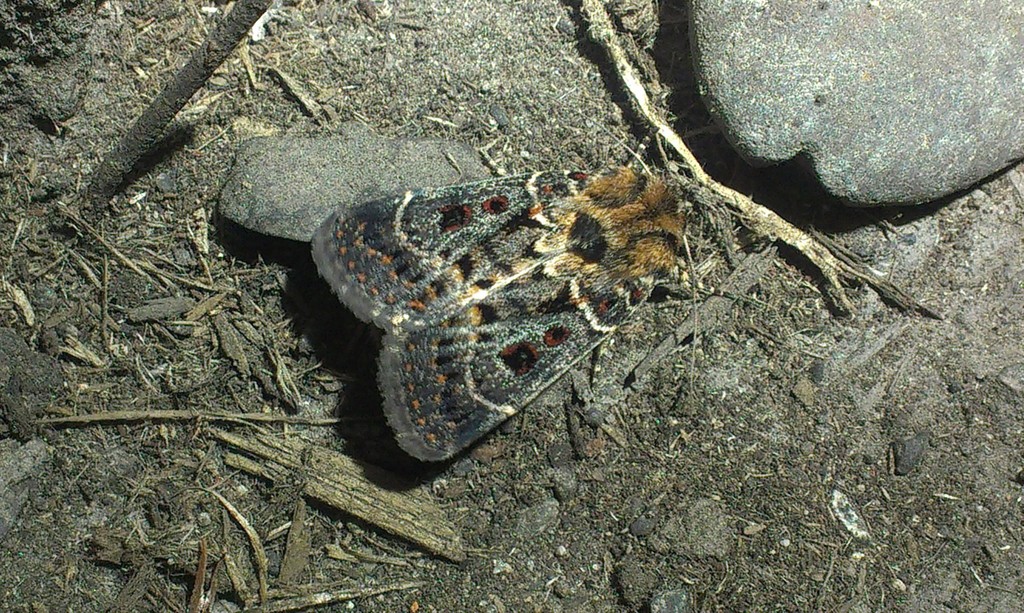 Proteuxoa sanguinipuncta from rotorua on February 14, 2013 at 10:21 PM ...