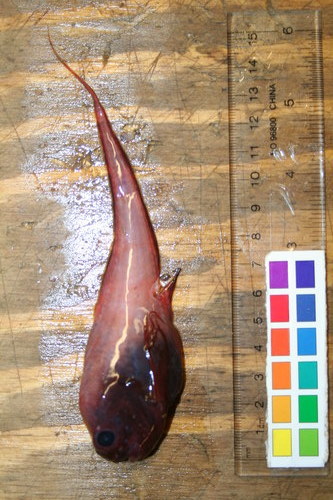 Giant cusk-eel (Spectrunculus grandis) - Marine Life Identification