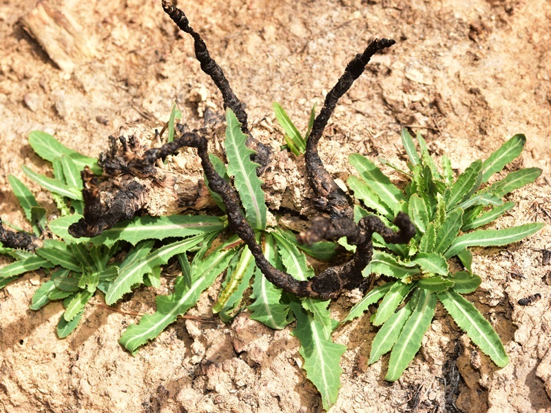 Launaea fragilis (Asso) Pau