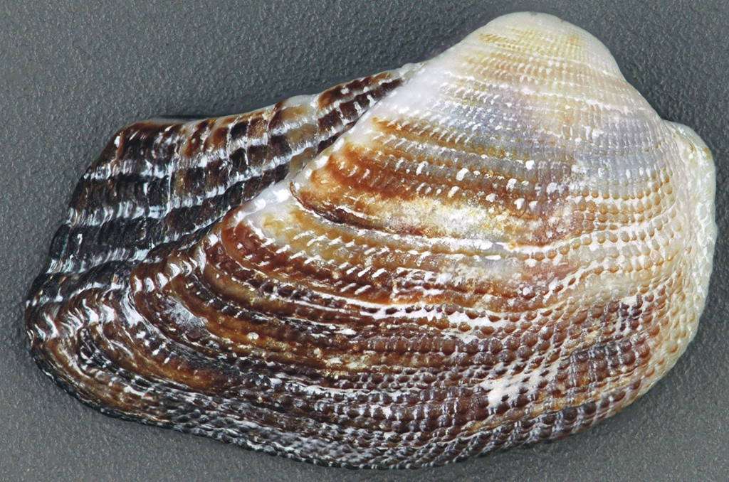 Mossy Ark (North carolina marine molluscs) · iNaturalist