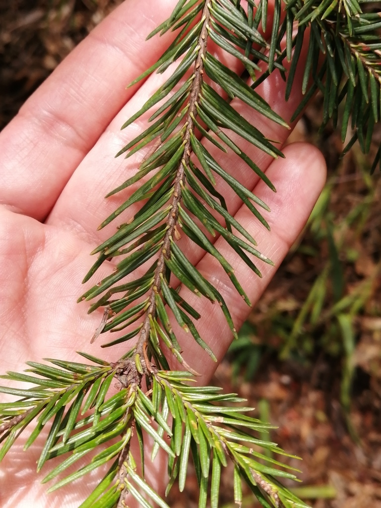 (Abies religiosa mexicana) - Botanical Realm