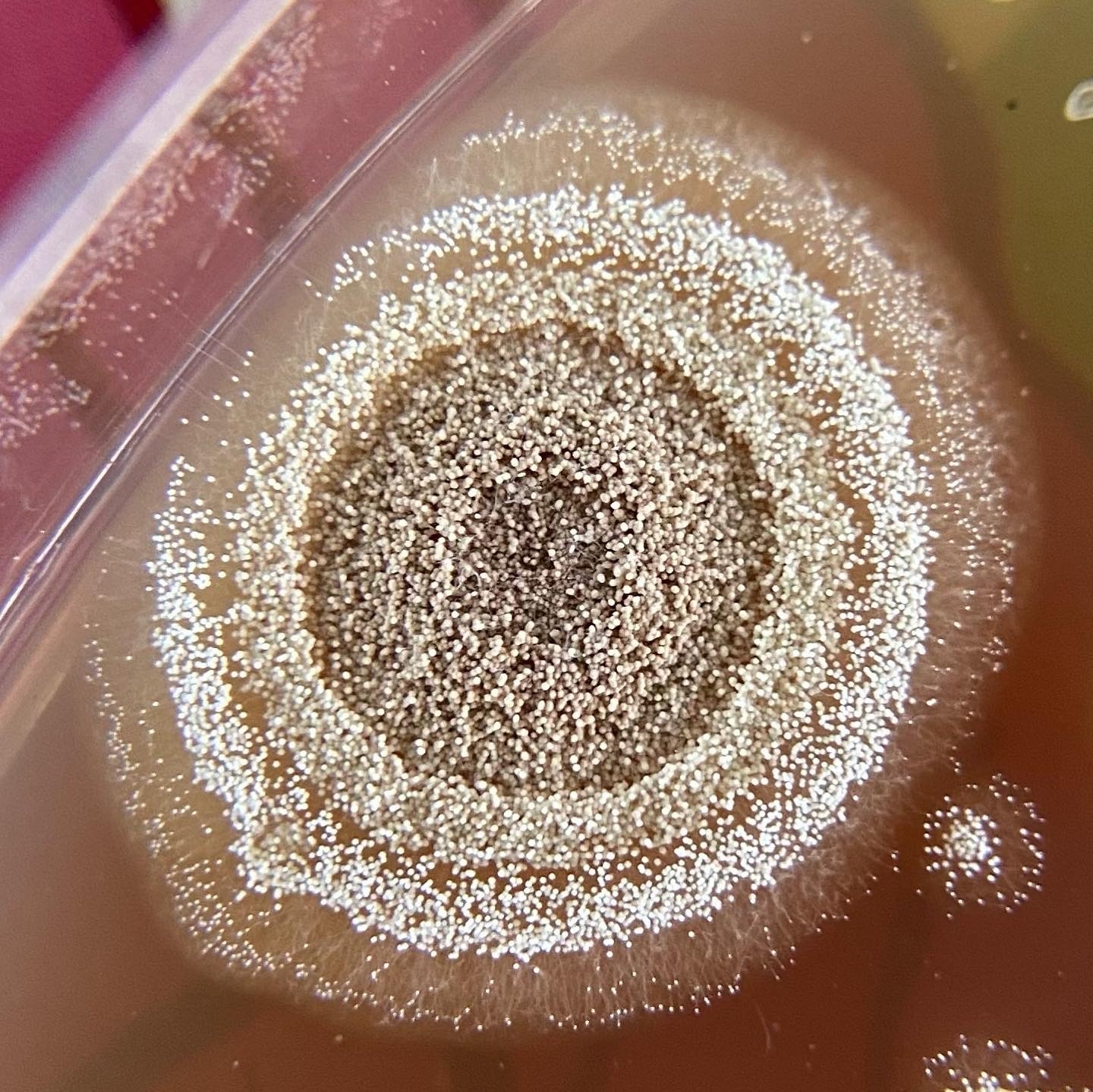 Aspergillus flavipes (Bainier & R.Sartory) Thom & Church