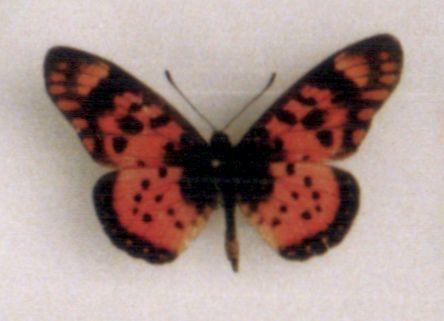 Subspecies Acraea zetes sidamona · iNaturalist