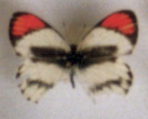 Subspecies Colotis euippe exole · iNaturalist