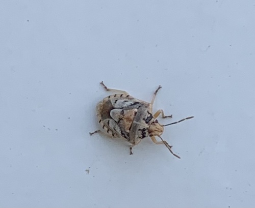 Dendrocoris neomexicanus · iNaturalist