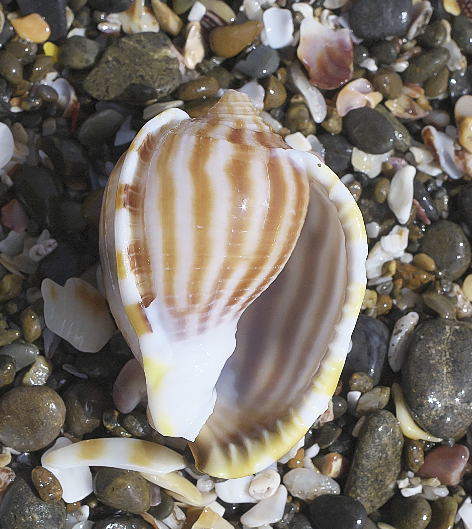 Phalium flammiferum (Röding, 1798)