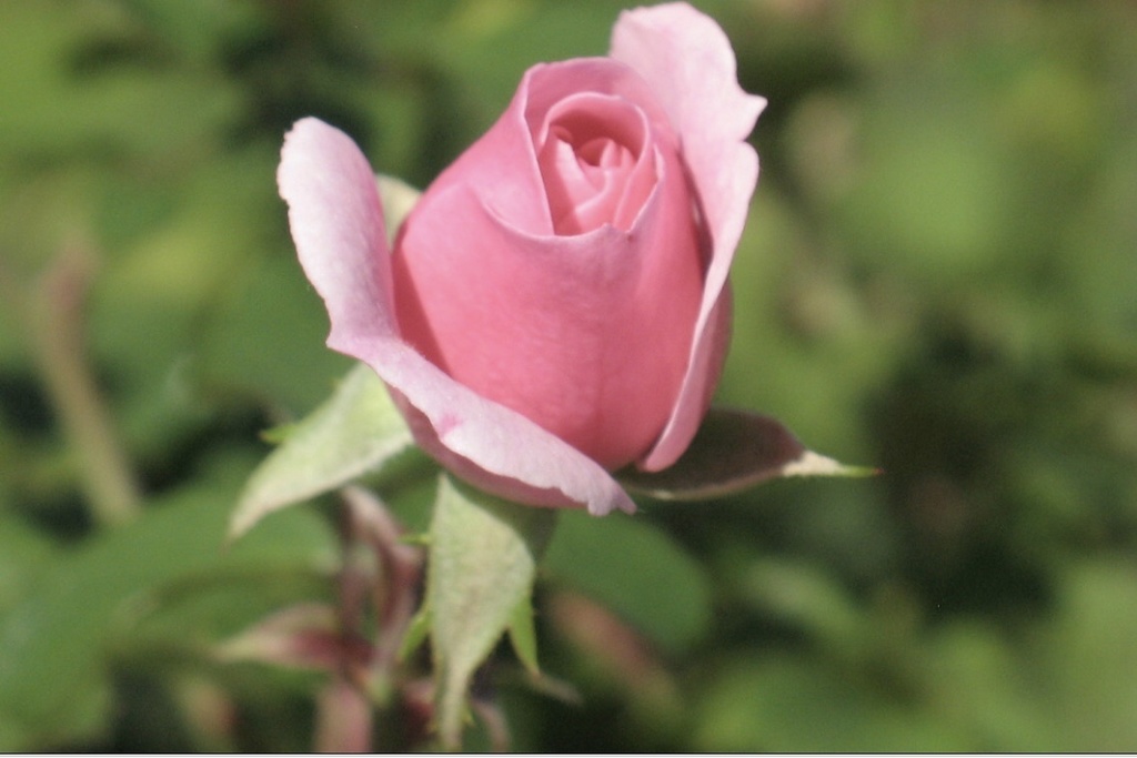 roses from Martin Luther King Jr Dr SW, Atlanta, GA, US on April 02 ...